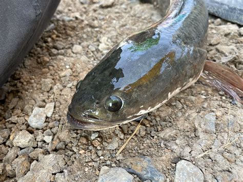 Invasive Species In Ct Threatening The States Ecosystem