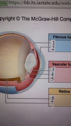 Bio 255 Exam 3 Pictures Flashcards Quizlet