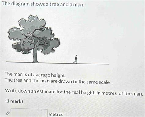 Solved The Diagram Shows A Tree And A Man The Man Is Of Average