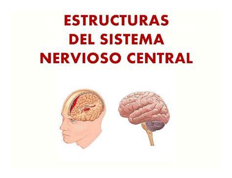 (PDF) ENCÉFALO - secst.cl · procesos y funciones intelectuales más elevadas y complejas, como el ...