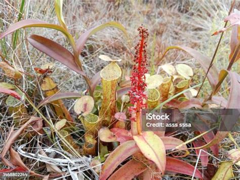 Nepenthes는 단형 가족 Nepenthaceae에서 열대 투수 식물 또는 원숭이 컵으로도 알려진 육식 식물의 속입니다 숲에서 자라는 열대 투수 식물 갇힌에 대한 스톡