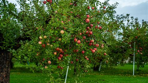 비오는 날의 수확 철의 사과 농장 지속 가능한 농업 농업의 개념 잘 익은 빨간색과 녹색 사과 풍요로움과 육즙이 풍부한 과일이 가득합니다 일본의 히로사키 사과 공원 10월에