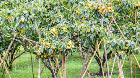 How To Plant Grow And Care For Fuyu Persimmon