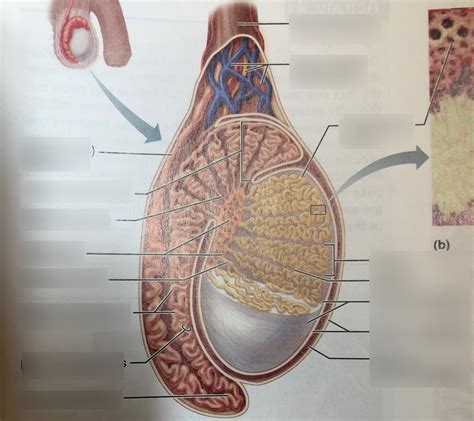 Structure Of Testis Diagram Quizlet
