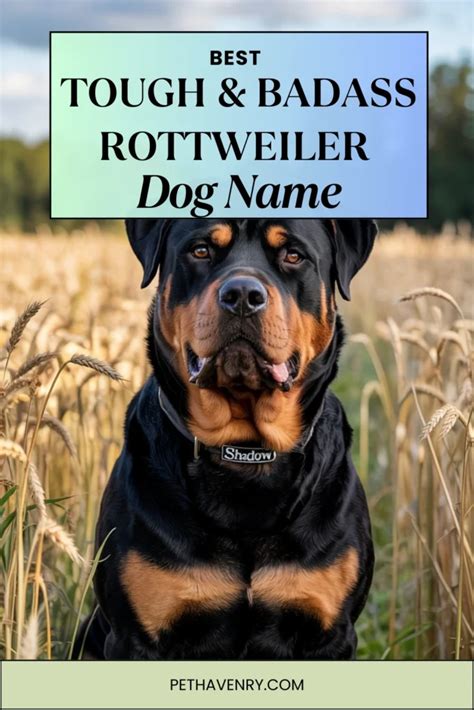 Struggling To Name Your Rottweiler Try These Tough And Loving Picks