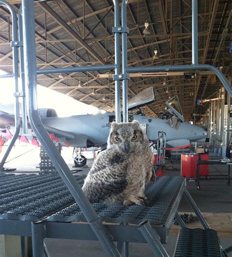 Maintainers That Give A Hoot Davis Monthan Air Force Base Display