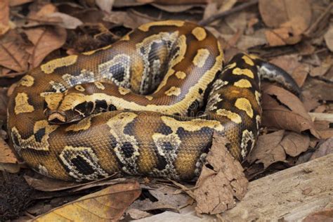 Sumatran Red Blood Python Python Curtis Curtis Stock Photo Image Of Indonesia Natural 153661576
