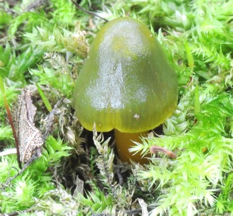 Voskovka papouščí – Příroda Říčanska