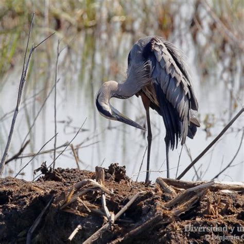 Garza Azulada Ardea Herodias La Más Grande De Norteamérica