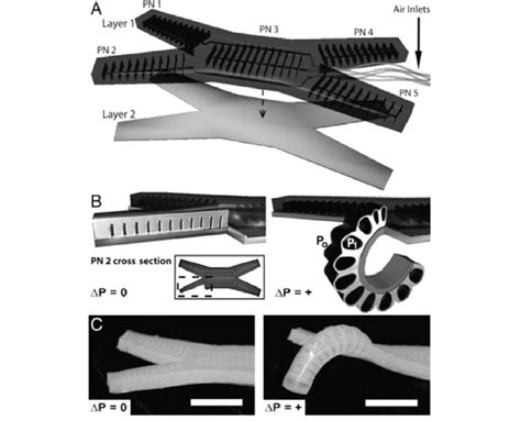 Soft Robotic Actuators With Pneumatic Systems 25 Download