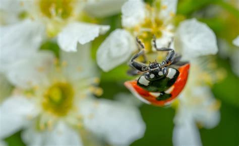 Ladybug With No Spots Meaning 9 Spiritual Messages
