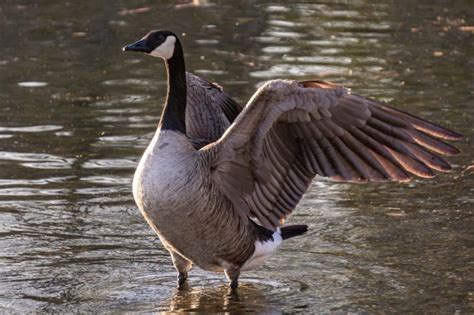 Geese Mating Behavior BioExpedition