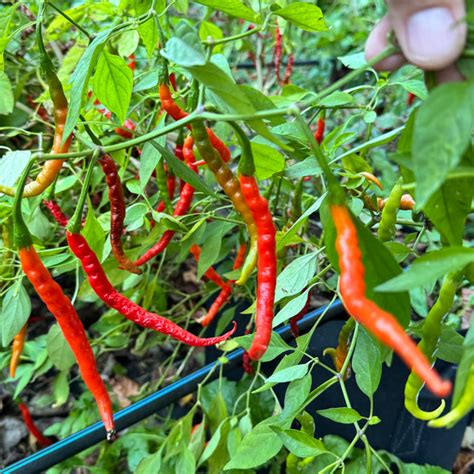 Himo Togarashi Seeds