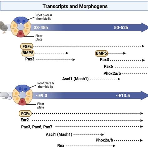 Development Of Serotonergic Neurons With Their Associated Transcription Download Scientific