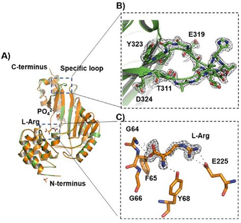 Structure Comparison Between Dmak Wt Apo Pdb Entry 6ky2 And Download Scientific Diagram