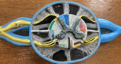 Spinal Cord Model Diagram Quizlet