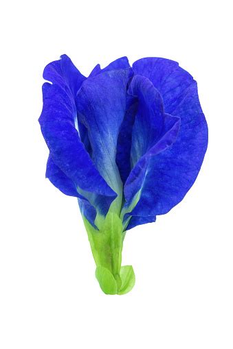 나비 완두콩 파란 완두콩은 클리핑 경로와 흰색 배경에 고립 0명에 대한 스톡 사진 및 기타 이미지 0명 2015년 건강