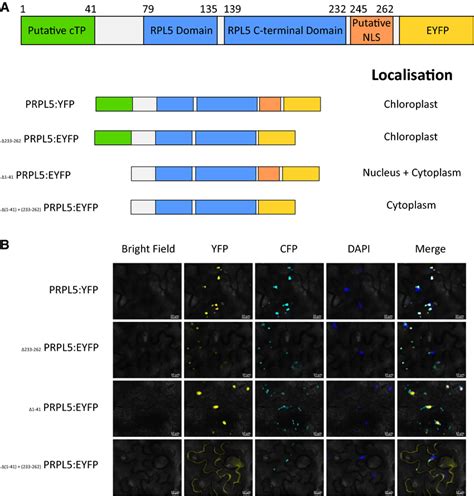 Subcellular Localization Of Prpl5yfp Protein Constructs In A Thaliana Download Scientific