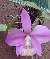 Categorycattleya Walkeriana Wikimedia Commons