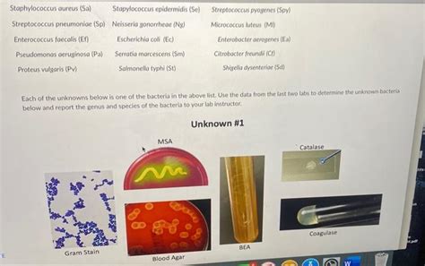 Solved Staphylococcus Aureus Sa Stapylococcus Epidermidis