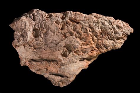 What Fossils Are Found In Sedimentary Rocks At Tracie Greathouse Blog