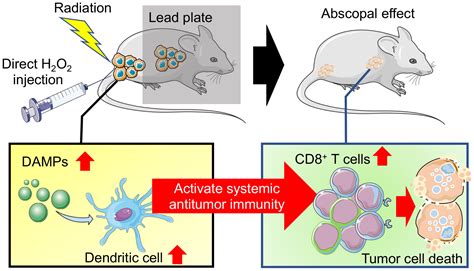 Combination Therapy With Hydrogen Peroxide And Irradiation Promotes An