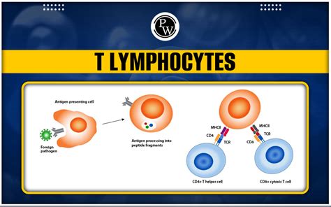 T Lymphocytes Types Production Maturation And Functions