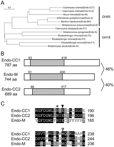 Sequence Alignment Of Endo Ccs And Endo M A Phylogenetic Tree Of