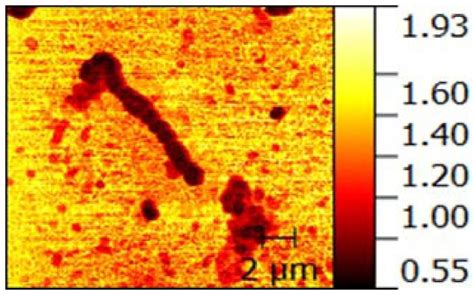 一种基因突变株及其构建方法、检测方法和应用