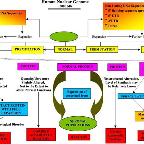 Pdf Origin And Expansion Of Trinucleotide Repeats And Neurological Disorders