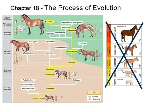 Chapter 18 The Process Of Evolution Microevolution Population