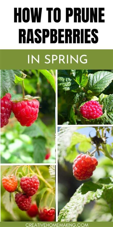 Pruning Raspberries In The Spring A Step By Step Guide Creative Homemaking Pruning Raspberries In The Spring A Step By Step Guide Creative Homemaking