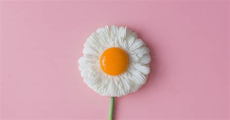 달걀 노른자와 데이지 꽃입니다 최소한의 개념 플랫 레이 사진 Unsplash의 데이지 이미지