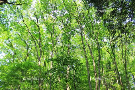 新緑の雑木林 写真素材 5671576 フォトライブラリー Photolibrary