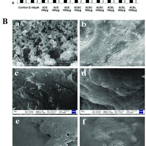 fluorescence quantification and sem microstructure analysis of advanced