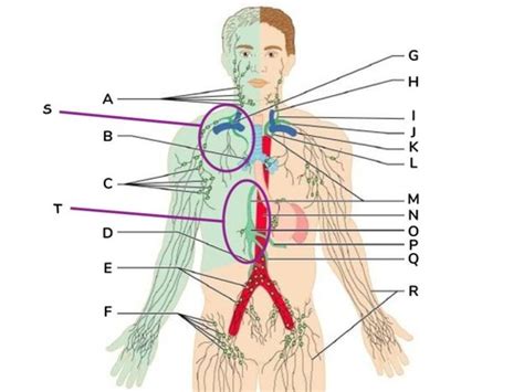 Lymphatic System Flashcards Quizlet Lymphatic System Flashcards Quizlet