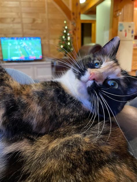 Let Me Tempt You With A Bright Shiny Object… By Carol Labuzzetta Ms Midform Medium