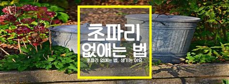 초파리 없애는 법 생기는 이유