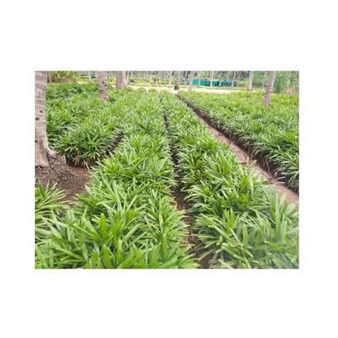 Over Tissue Culture Caramel Like Taste Date Plam Development At Rs 2000