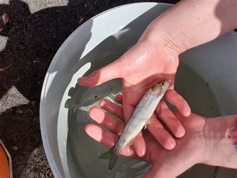 Learning About Salmon Migration In Galloways River Dee
