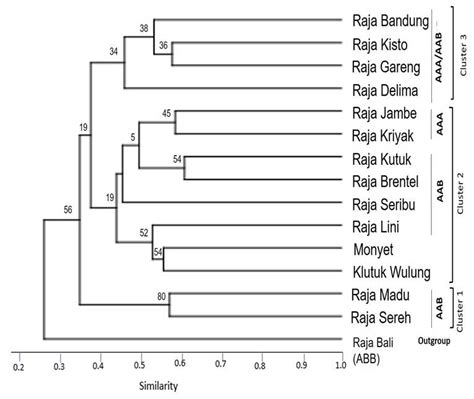 dendrogram grouping pattern of pisang raja and genome inference based
