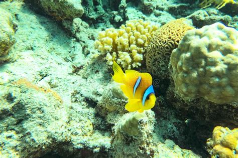 Lovely Juvenile Yellowtail Clownfish Amphiprion Clarkii In Beautiful