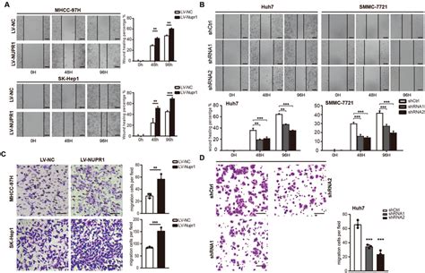 Detection Of The Migrative Capability Of Hcc Cells Infected By Nupr1 A Download Scientific