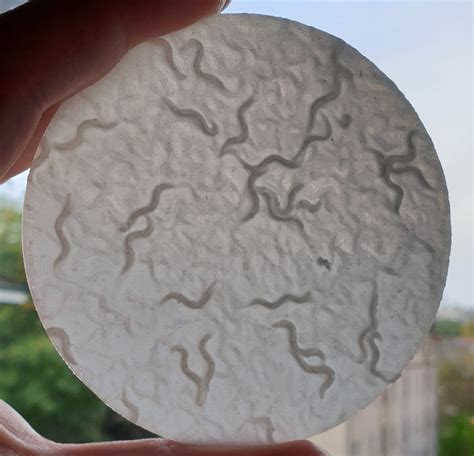 C Elegans Plate Of Worms 3d Print Etsy