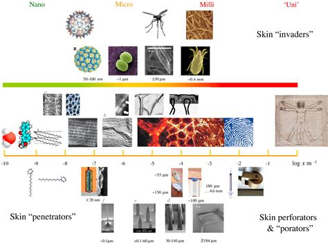 Supravalvular Aortic Stenosis Semantic Scholar