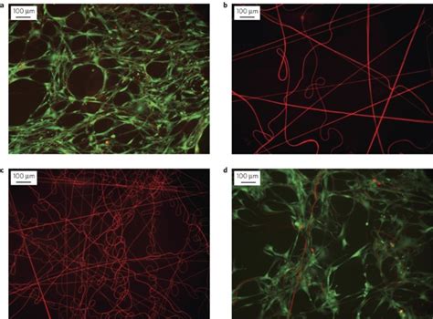 Degradable Polyester Scaffolds With Controlled Surface Chemistry Combining Minimal Protein