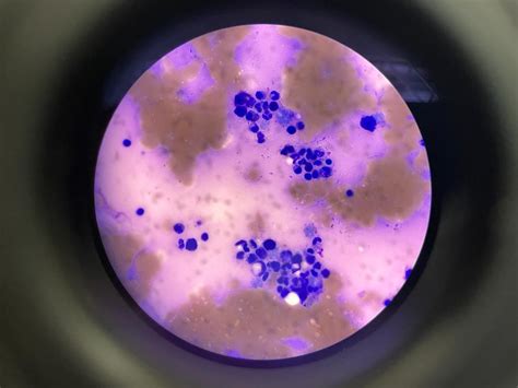 solved please label and annotate on the following images the