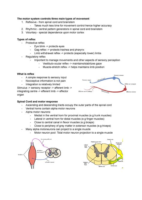 Phol0005 Motor Control The Motor System Controls Three Main Types Of Movement 1 Reflexive