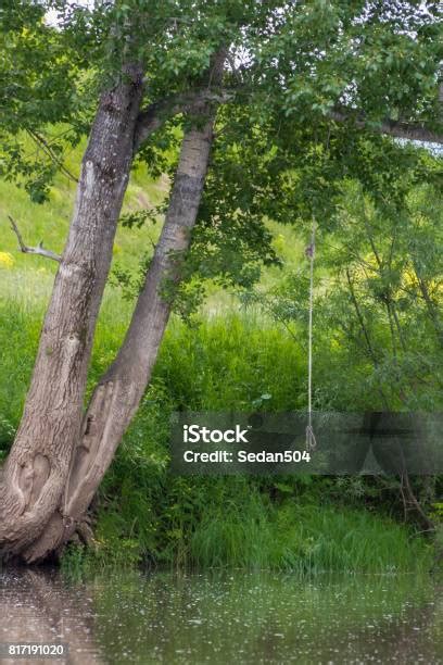 질 식에 대 한 로프의 형태로 물 위에 막대기 없이 스윙에 대 한 로프 0명에 대한 스톡 사진 및 기타 이미지 0명 갈색 강 Istock