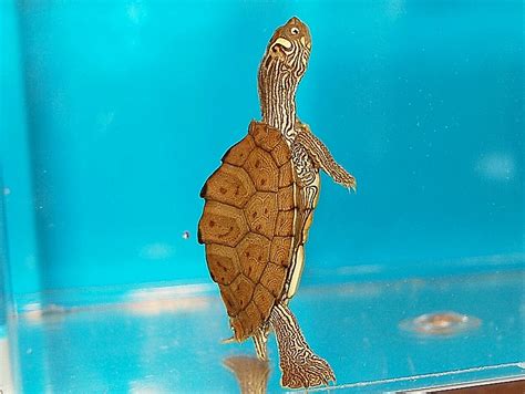 Calico Map Turtles For Sale The Turtle Source Calico Map Turtles For Sale The Turtle Source